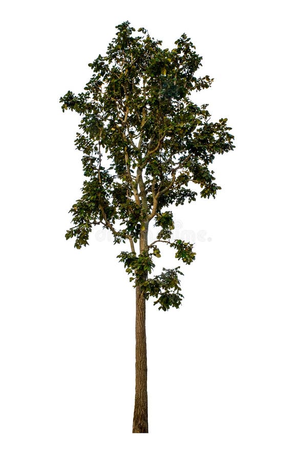 The Tree is Completely Separated from the White Ba Background ...