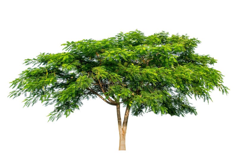 The Tree is Completely Separated from the White Ba Background ...