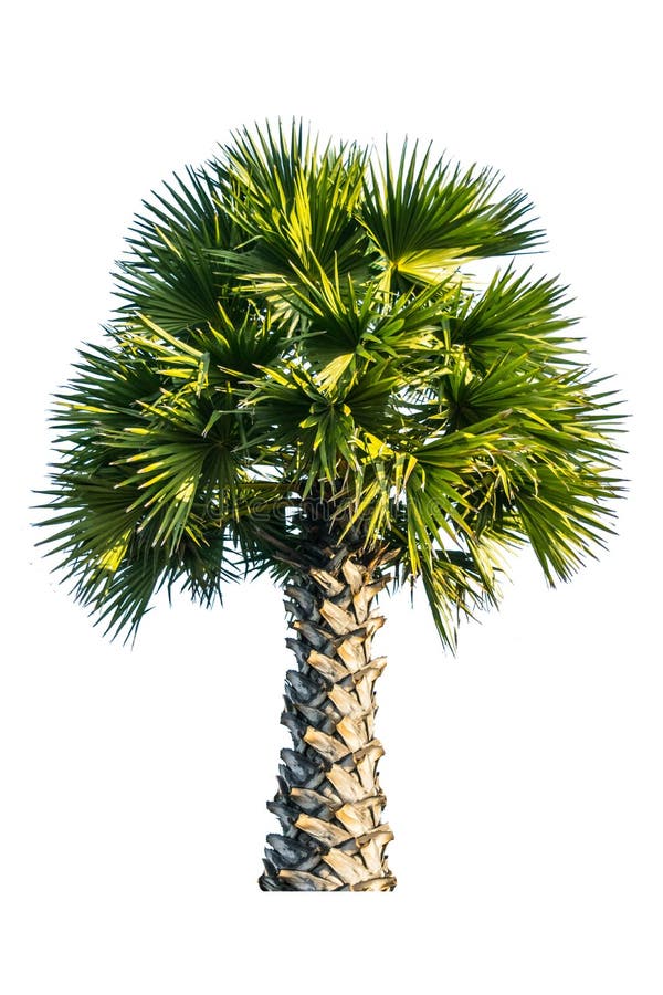 The Tree is Completely Separated from the White Ba Background ...