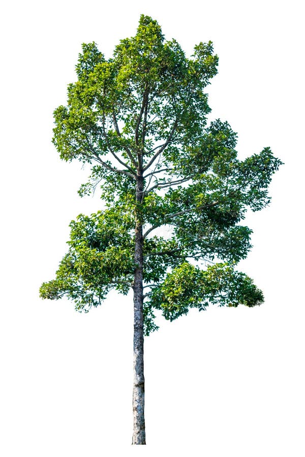 The Tree is Completely Separated from the White Ba Background ...