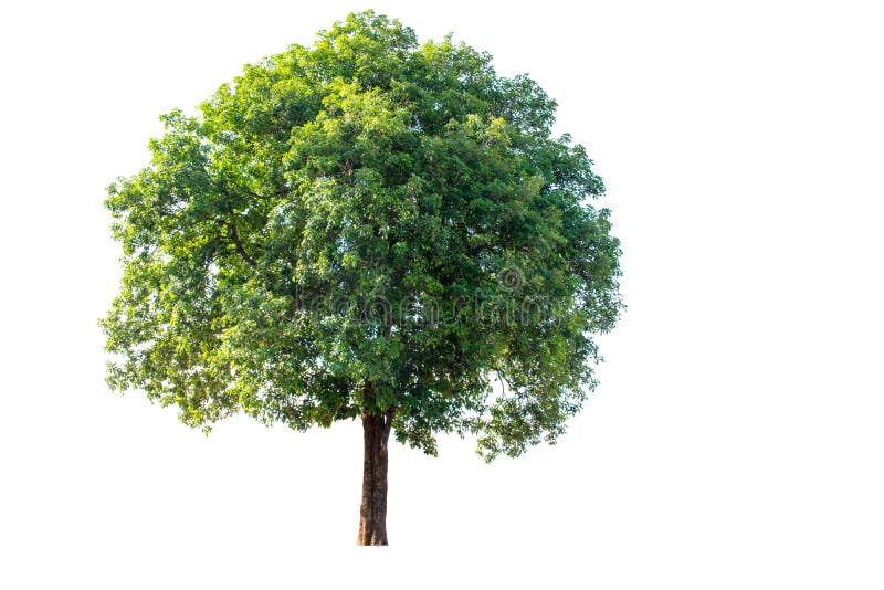 The Tree is Completely Separated from the White Ba Background ...