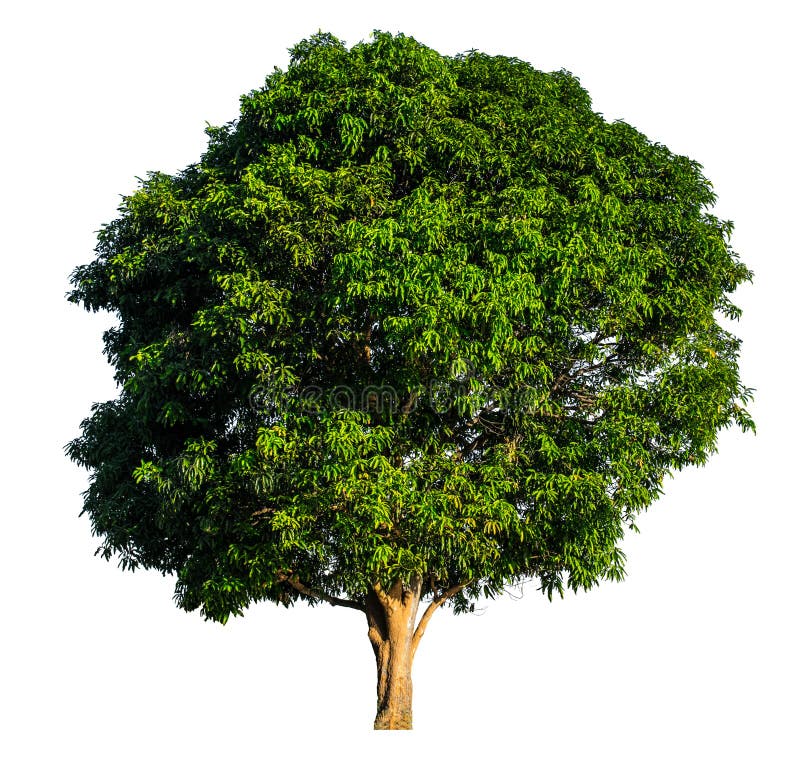 The Tree is Completely Separated from the White Ba Background ...