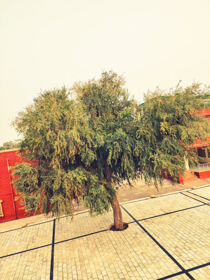 Tree on Compound View of Buildings and Sky Stock Image - Image of ...