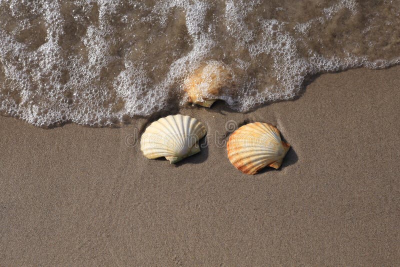 Tree Conch Shells on Beach with Waves. Stock Photo - Image of bald ...