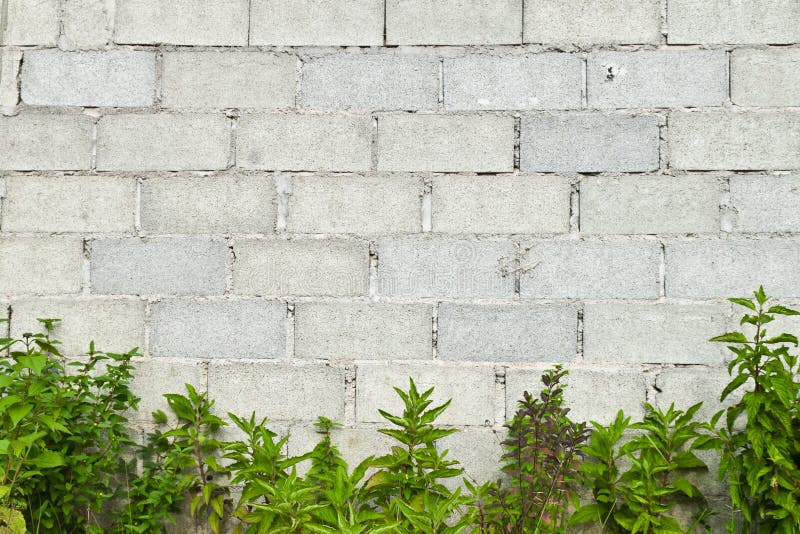 Tree with Concrete Background Stock Photo - Image of structure, texture ...