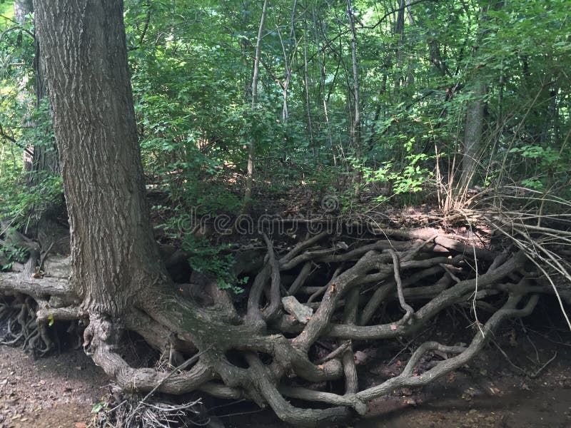 Tree Connection stock photo. Image of waterside, tree - 75149338