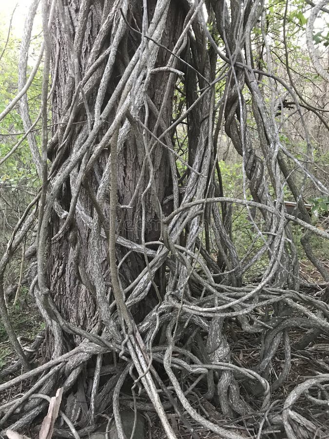 Tree consumed with vines stock image. Image of nature - 218021643