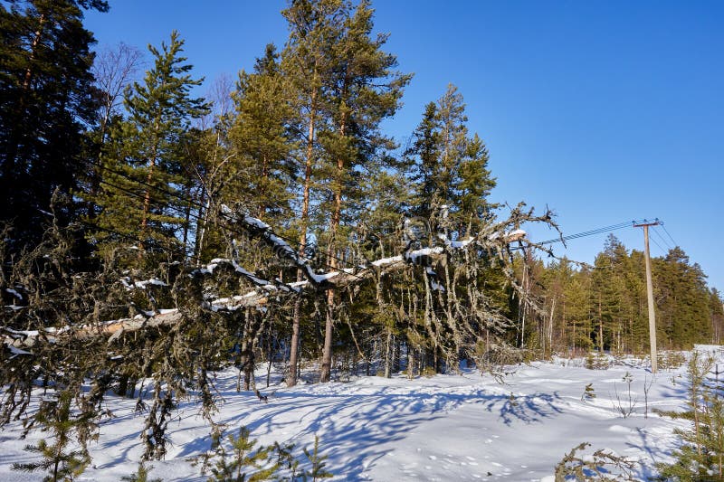 Line Sag Evident As Fallen Tree Weighs Down Power Cable Conductors from ...