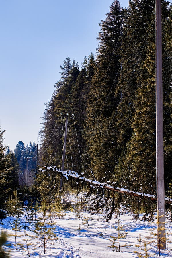 Compromised Overhead Conductors from Fallen Tree Present Electrocution ...