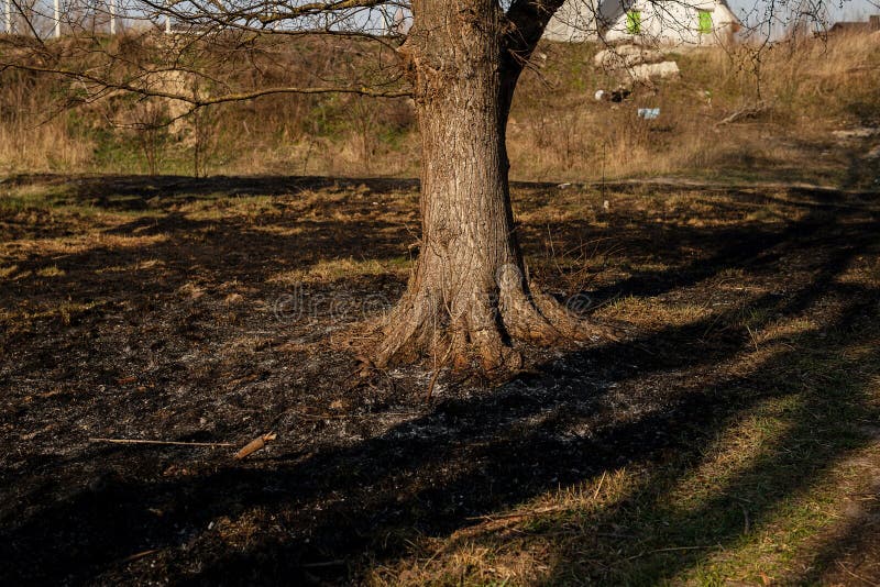 Tree Continue Grow after Severe Fire Damage Stock Image - Image of ...