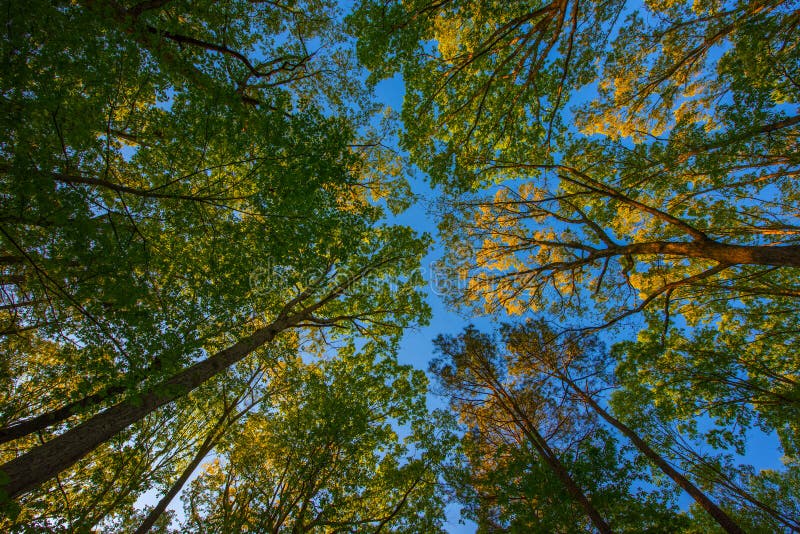 Converging Trees stock photo. Image of nature, trees, converging - 9220698