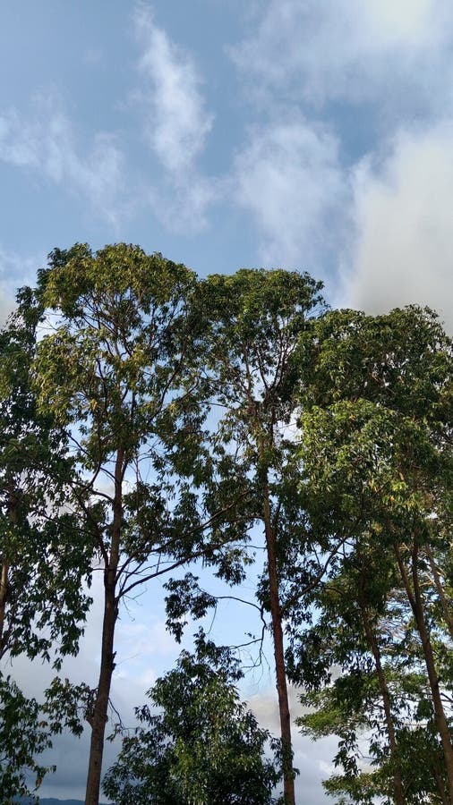 Tree, Cool, Beautiful, Comfortable Stock Photo - Image of cool, indah ...