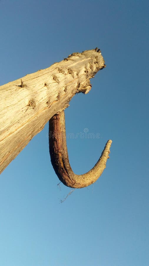 Tree stock photo. Image of tree, cool, weird, branch - 95661212