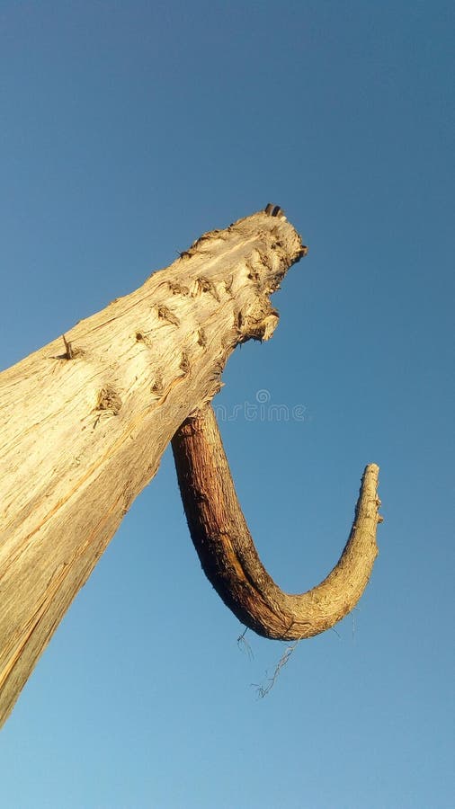 Tree Weird Abstract Colorful Texture Close Up, Vertical Background ...