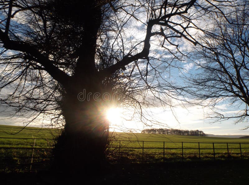 Tree and Coppice stock photo. Image of branch, field - 48851644