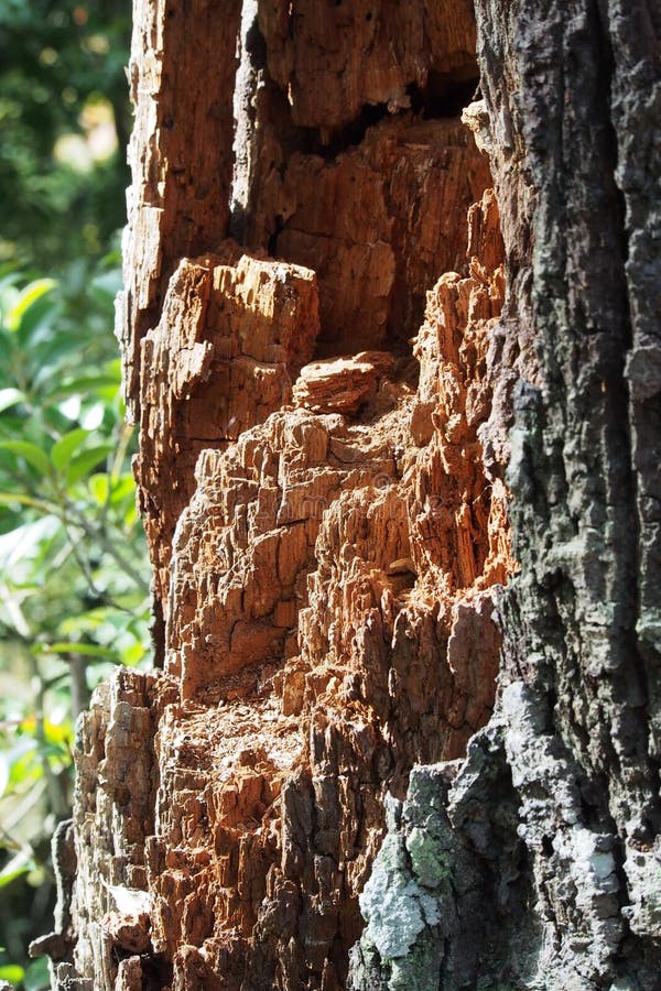 Tree core stock image. Image of stem, detail, bark, abstract - 5540891