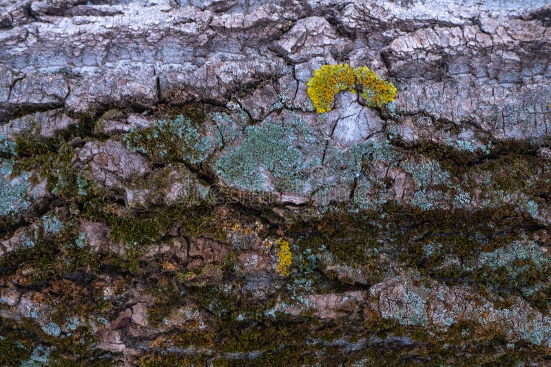 Tree core with moss stock image. Image of nature, dark - 138659945