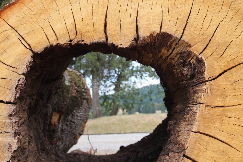 Tree without Core in the Park Stock Image - Image of park, design ...