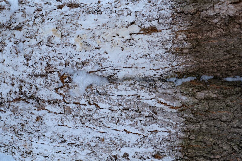 Core of a tree stock image. Image of equal, tree, circle - 14213283