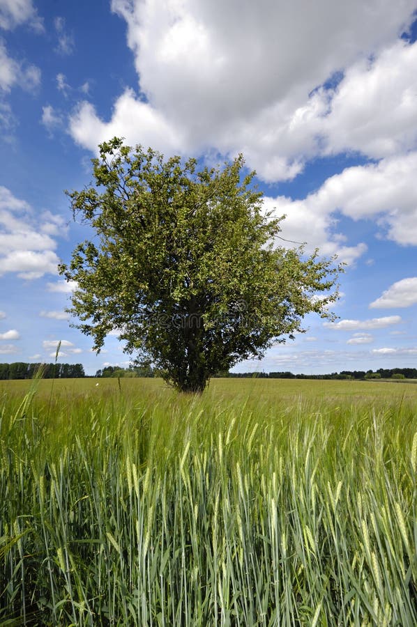 Tree in corn field stock image. Image of clouds, bright - 9500559
