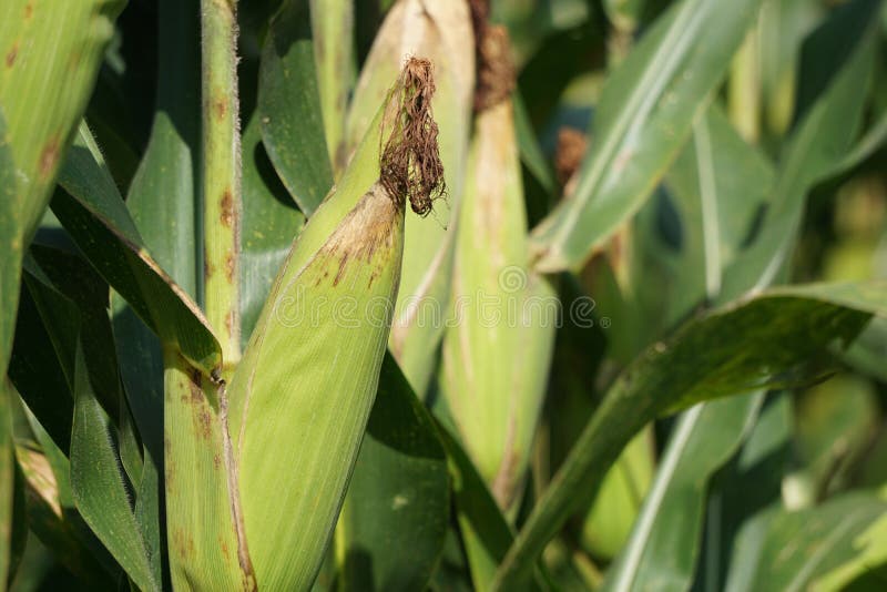 The Tree of Corn the Tree with a Natural Background Stock Photo - Image ...