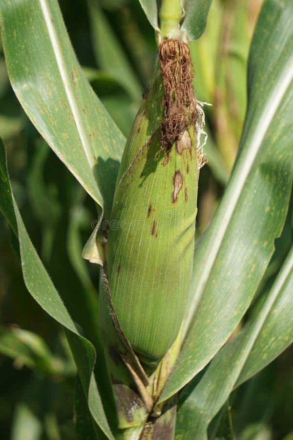 The Tree of Corn the Tree with a Natural Background Stock Photo - Image ...