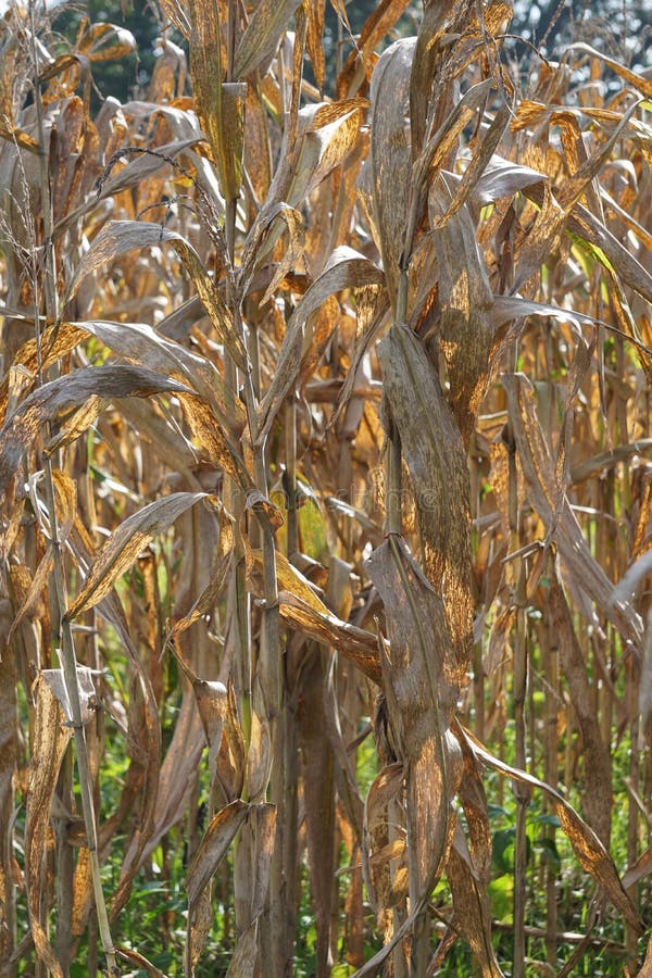 The Tree of Corn the Tree with a Natural Background Stock Image - Image ...