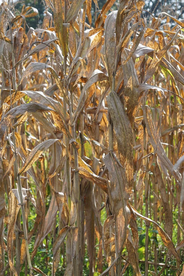 The Tree of Corn the Tree with a Natural Background Stock Photo - Image ...