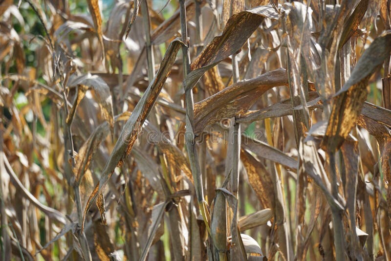 The Tree of Corn the Tree with a Natural Background Stock Image - Image ...