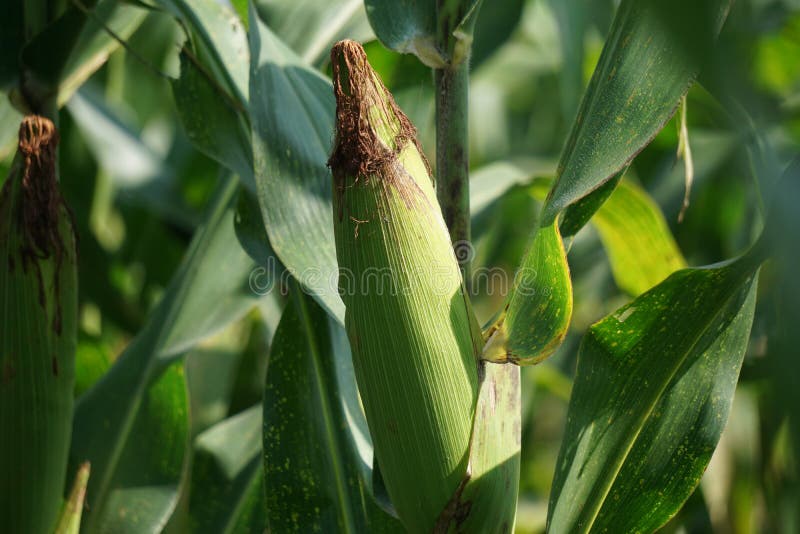The Tree of Corn the Tree with a Natural Background Stock Photo - Image ...