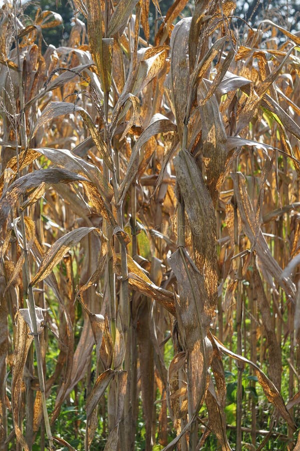 The Tree of Corn the Tree with a Natural Background Stock Image - Image ...