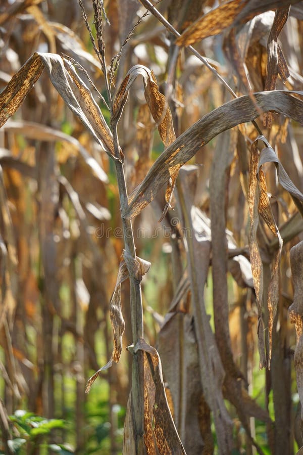 The Tree of Corn the Tree with a Natural Background Stock Photo - Image ...