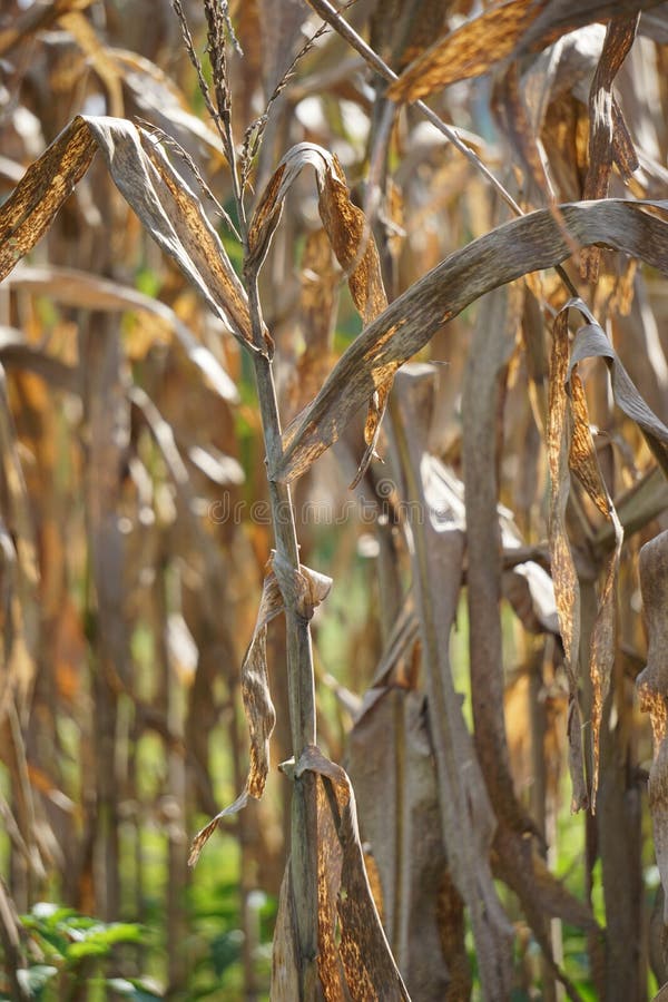 The Tree of Corn the Tree with a Natural Background Stock Image - Image ...