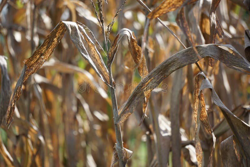 The Tree of Corn the Tree with a Natural Background Stock Image - Image ...