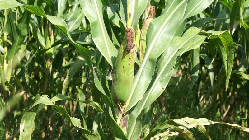 The Tree of Corn the Tree with a Natural Background Stock Video - Video ...