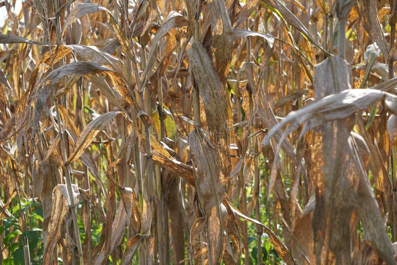 The Tree of Corn the Tree with a Natural Background Stock Photo - Image ...