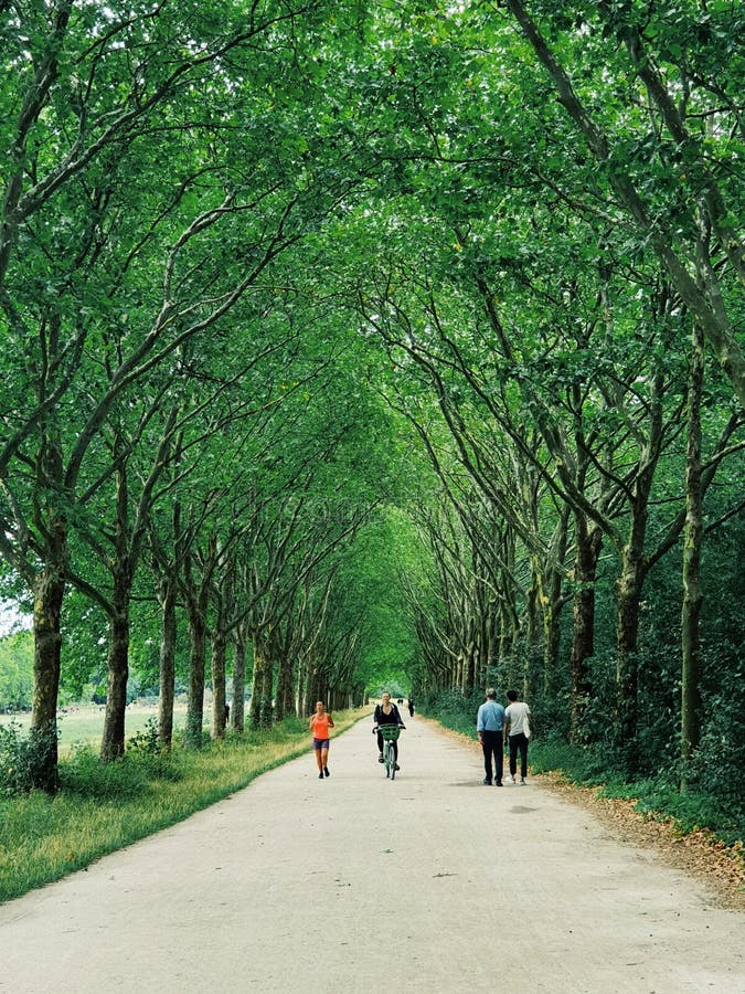 Tree Corridor in the Forest of Vincennes, Paris, France Editorial Image ...