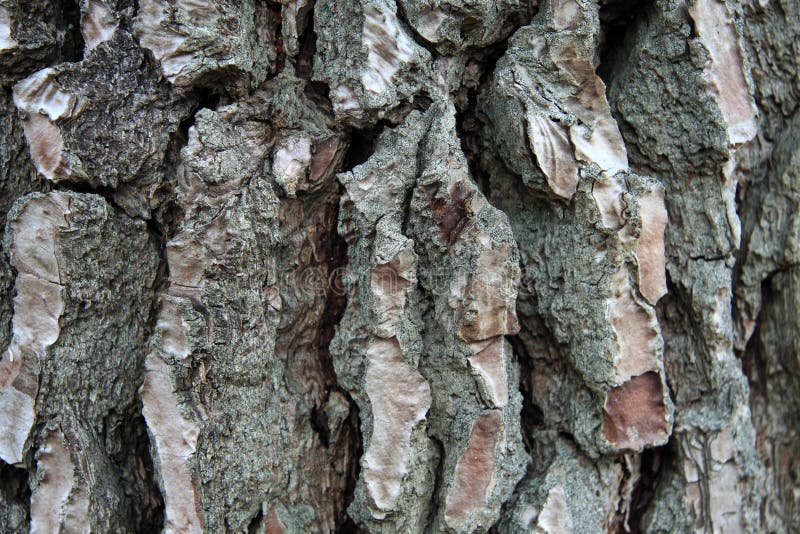 Tree cortex stock photo. Image of rind, textured, flora - 23543046