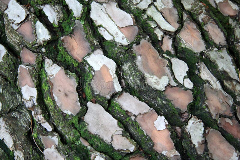 Tree cortex stock photo. Image of plant, texture, pattern - 23543052