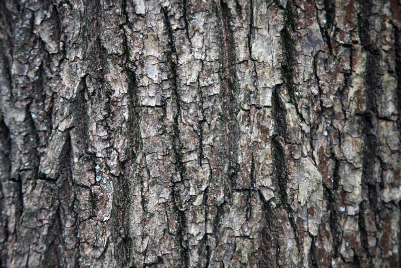Tree Cortex in Close Up View Stock Image - Image of forest, look: 107768461