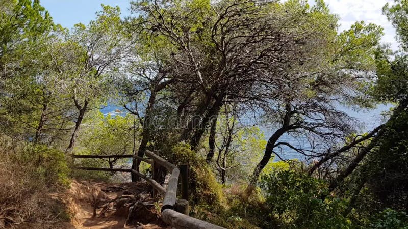 Tree on the Cost Side. Forest Trail among Trees Stock Footage - Video ...