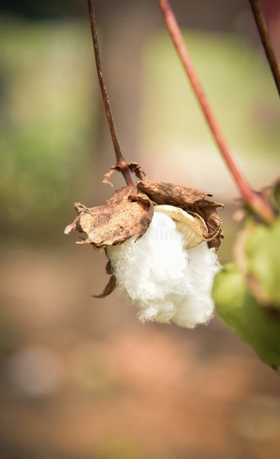 Tree cotton stock image. Image of fiber, arboretum, closeup - 116683029