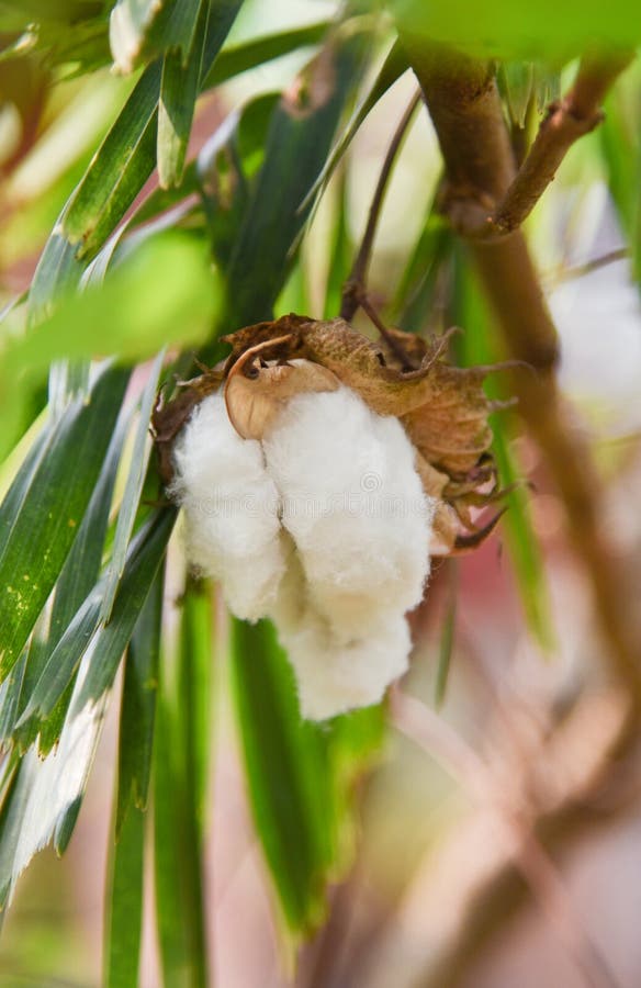 Tree cotton stock image. Image of macro, closeup, growth - 116683051