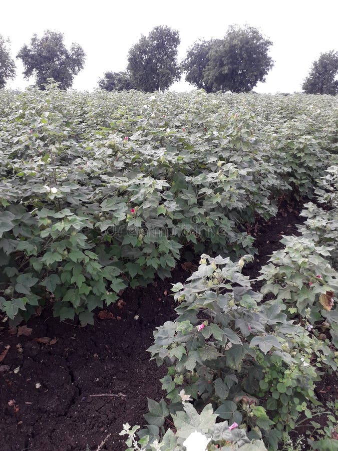 Tree Cotton, Gossypium Barbadense, in Bloom Stock Photo - Image of ...