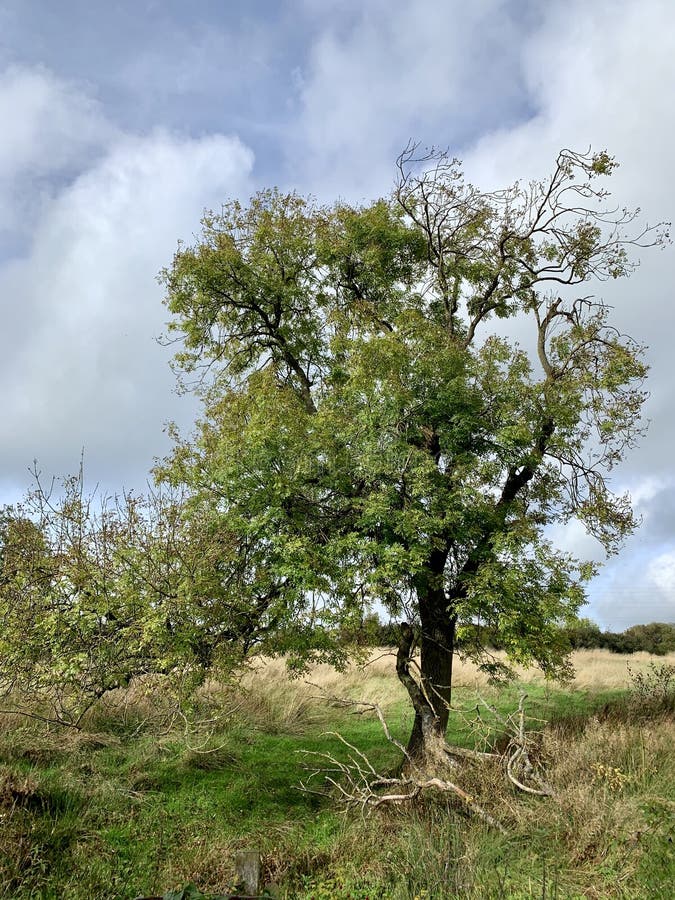 Tree in the country stock image. Image of country, countryside - 161010763