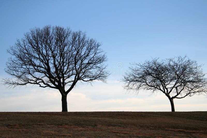 Tree Couple stock image. Image of rural, blue, green, limb - 624579