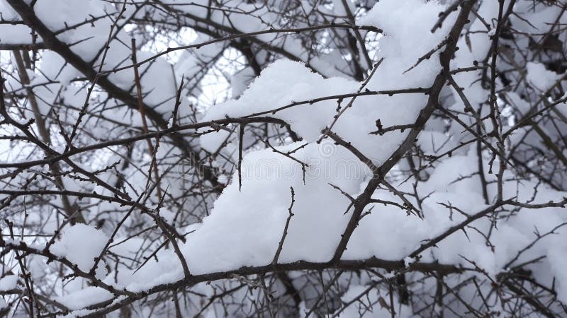 Tree Cover with Snow on Winter Night Stock Photo - Image of leaf, tree ...