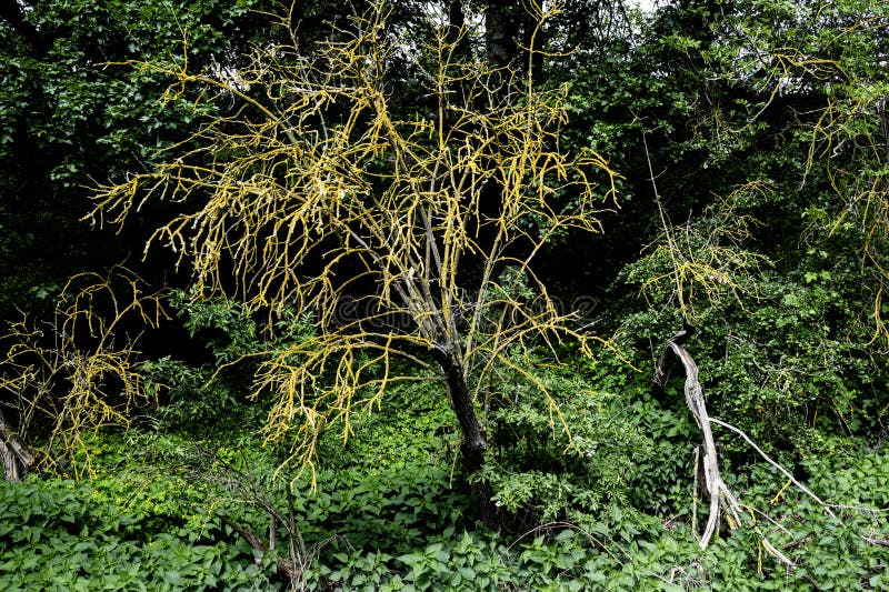 A Tree Coverd with Orange Yellow Lichen Stock Photo - Image of detail ...