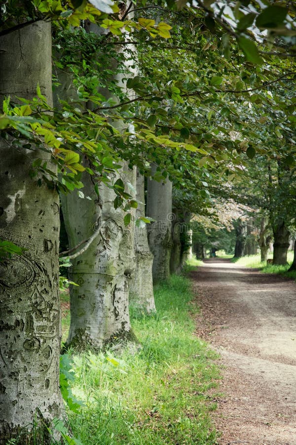 Tree covered alley stock photo. Image of covered, outdoors - 42462166