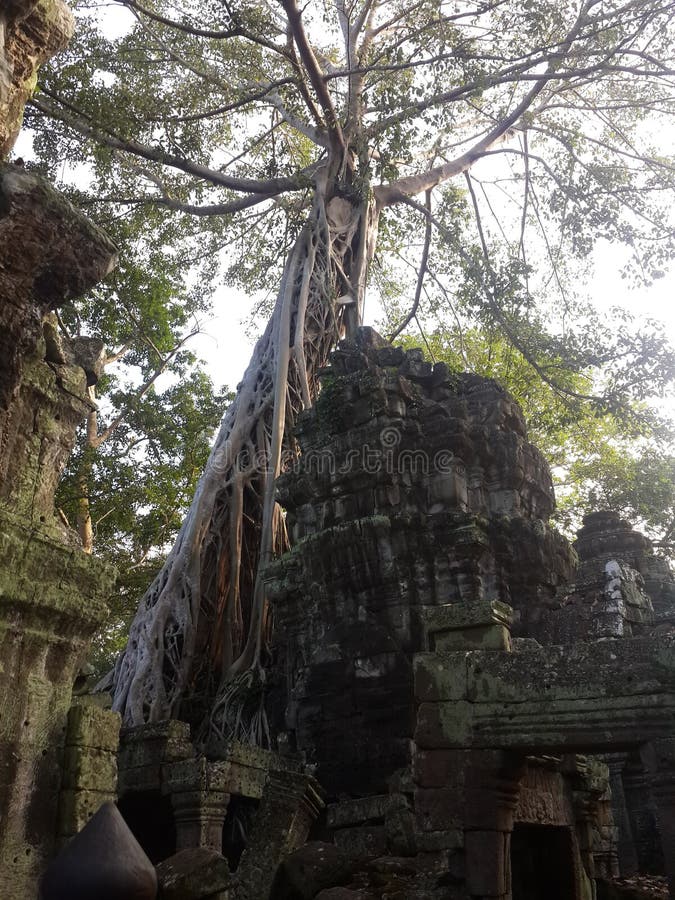 Tree Covered an Ancient Temple Stock Image - Image of plant, ancient ...
